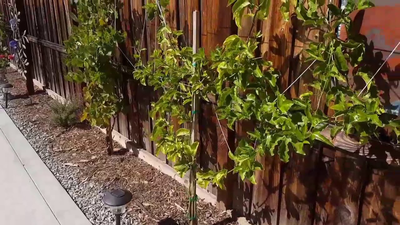 Backyard hillside in Heritage Lake, Menifee - YouTube