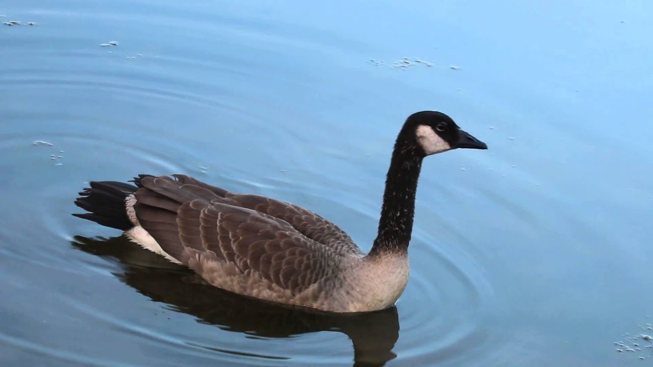 Panicking Young Goose (07-24-2014) - YouTube