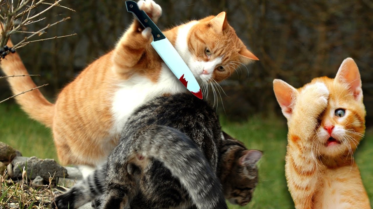 familiar animals Cats 😹 Baby Cats Cute and Funny Cat Videos Compilation ...