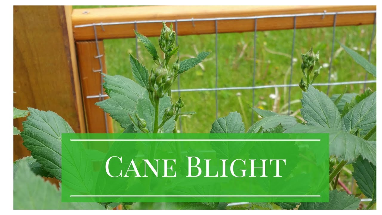 Blackberry Cane Blight - YouTube