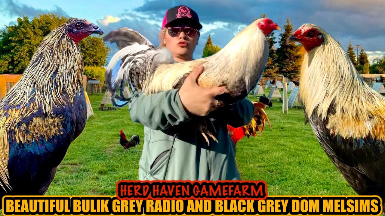 Beautiful Bulik Grey Radio And Black Grey Dom Melsims ~ HERD HAVEN ...