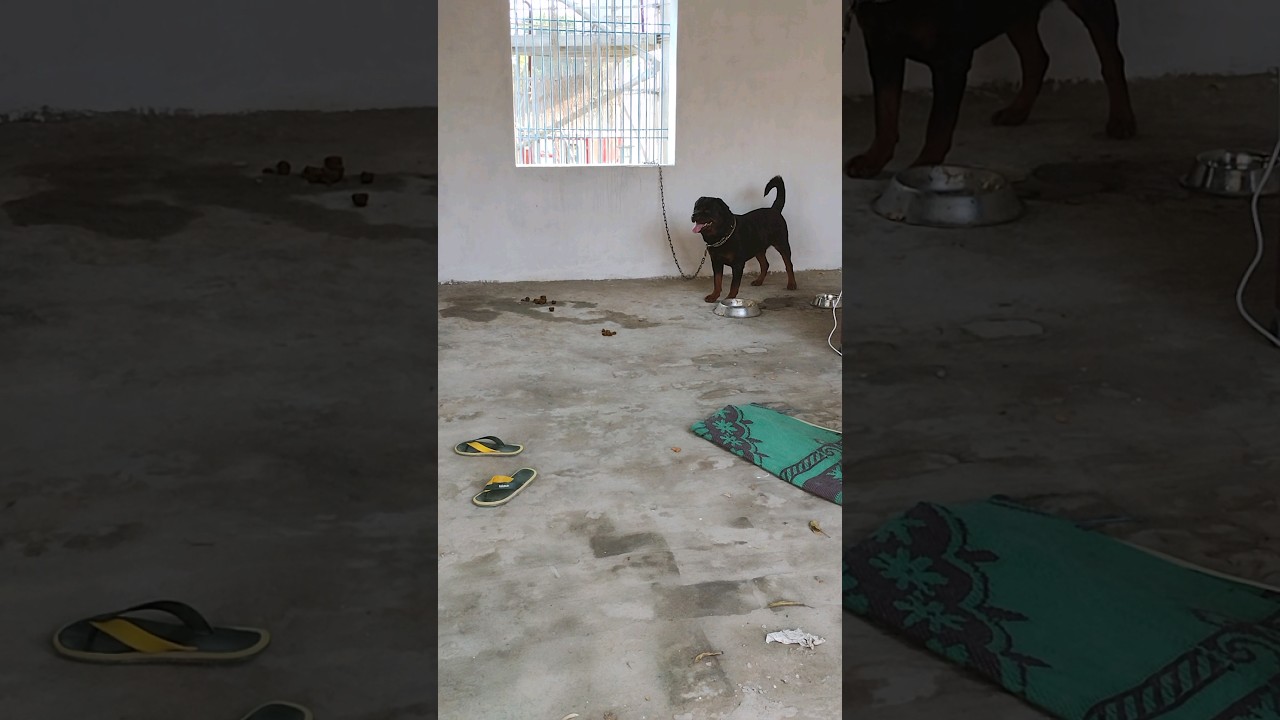 Rottweiler dog#dreaded dog#Used to pull carts until the mid 19th ...