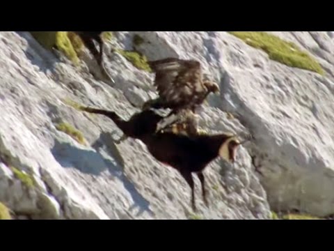 Extreme Eagle fight with goat 18+ - YouTube