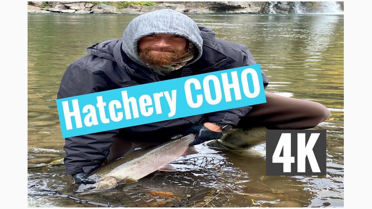 Hatchery COHO: 4K Cinematic Footage - YouTube