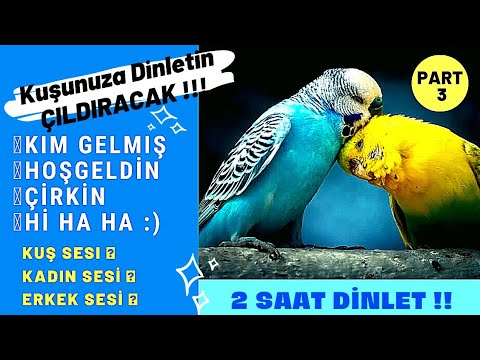 Konuşturan Muhabbet Kuşu Sesi (Part 3) 2 SAAT Dinlet Konuşsun.!! #muhabbetkuşusesi #muhabbetkususesi