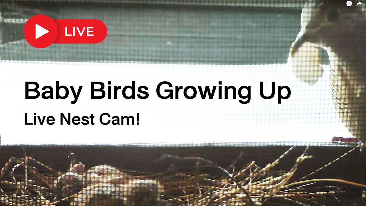 [🔴 LIVE ] Baby Birds Growing Up – Live Nest Cam! - YouTube