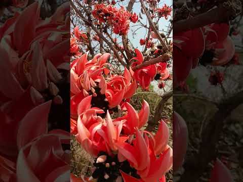 thangedu puvvu #naturelovers #shorts #flowers #viralvideo - YouTube