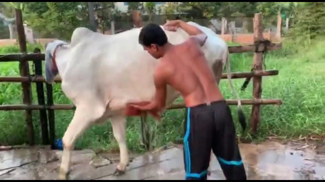 Wow Amazing Big Bull Take Shower With Handsome Guy Youtube