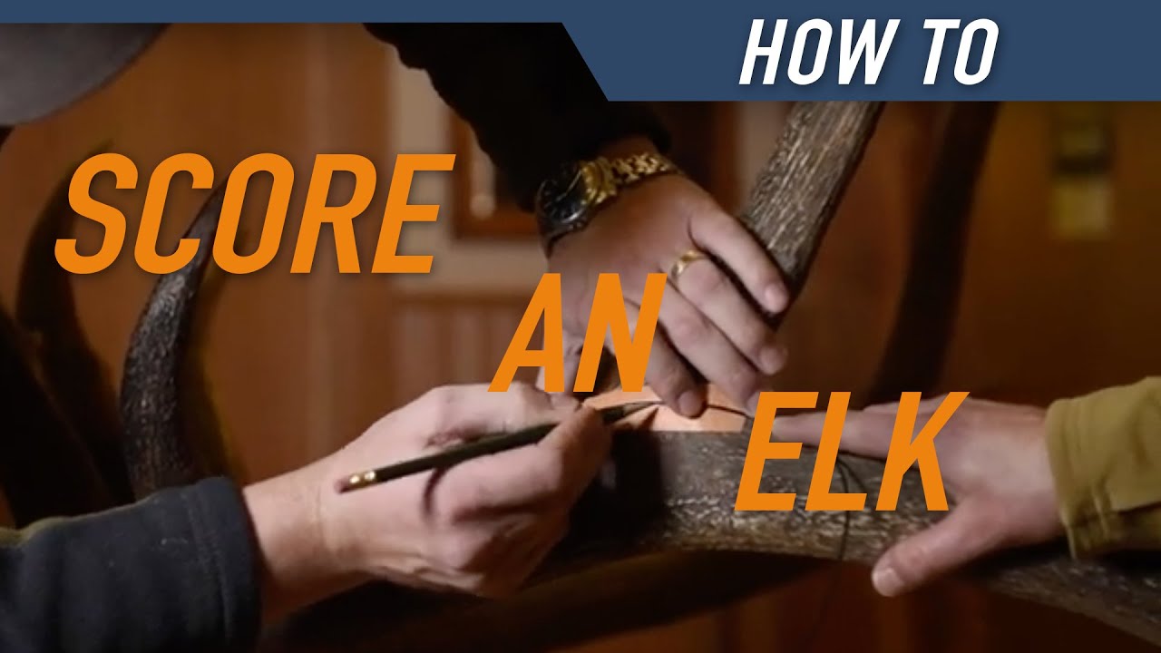 HUNTERS CONNECT X BOONE & CROCKETT CLUB | How to Score an Elk - YouTube