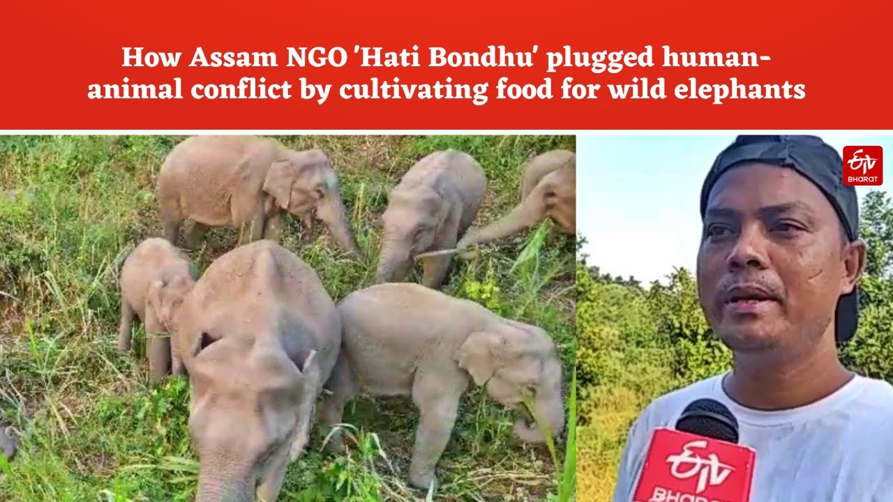 How Assam NGO 'Hati Bondhu' plugged human-animal conflict by ...