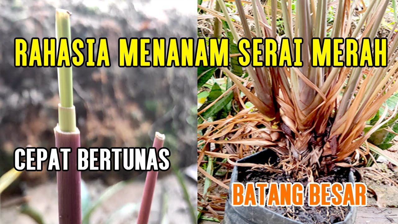 Cara Menanam Serai Merah Cepat Tumbuh dan Menghasilkan Batang Besar ...