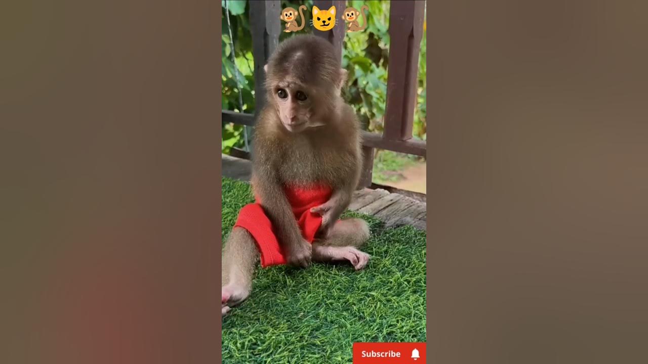 Cute monkey baby viral love video Gulmahnoor Gsm #cute #monky #viralvideo - YouTube