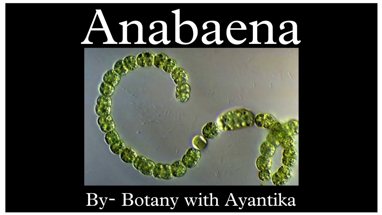 Anabaena - YouTube
