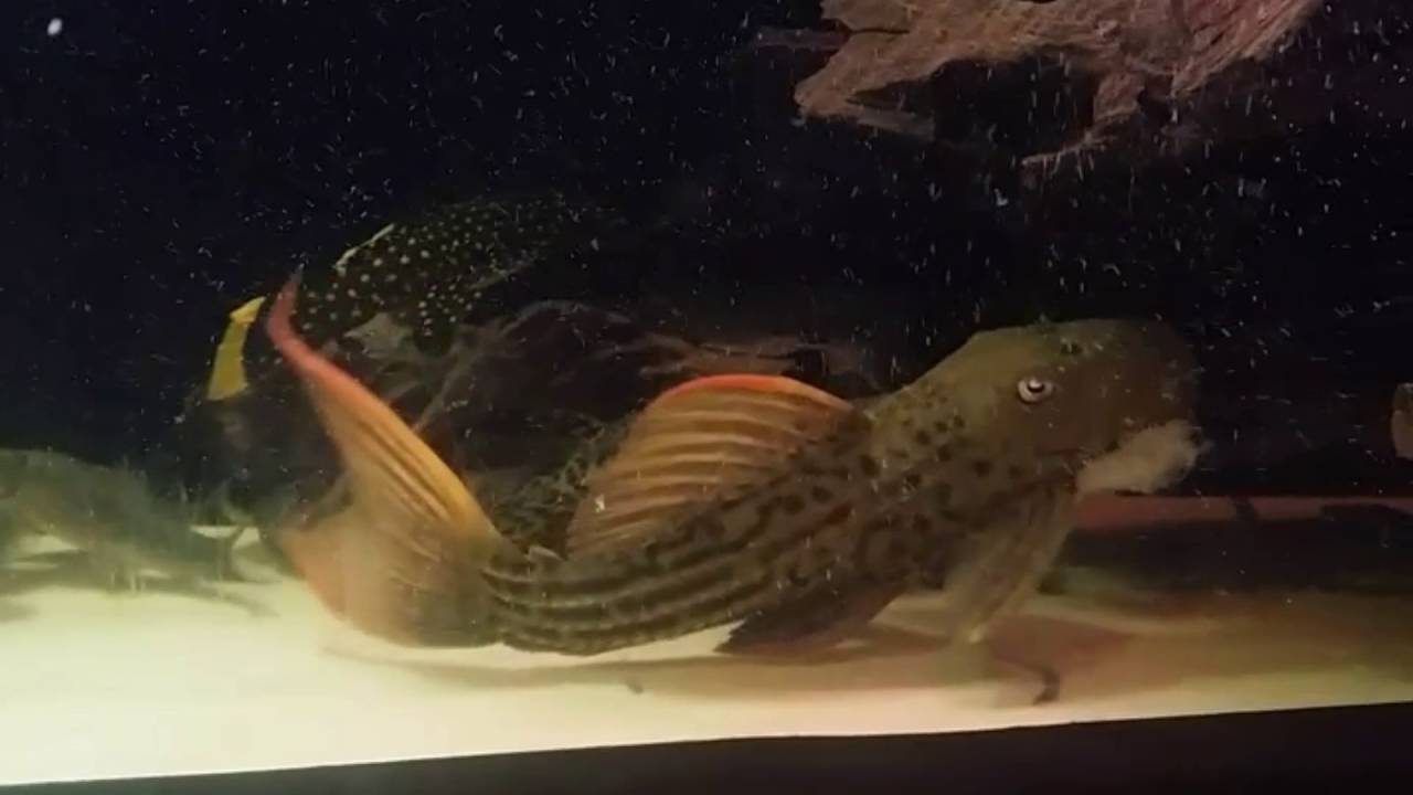Red fin cactus pleco l024 eating shrimp - YouTube