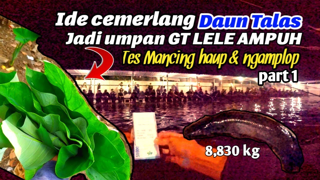 viral! pelet daun talas Strike langsung babon 8,830 kg//umpan lele ...