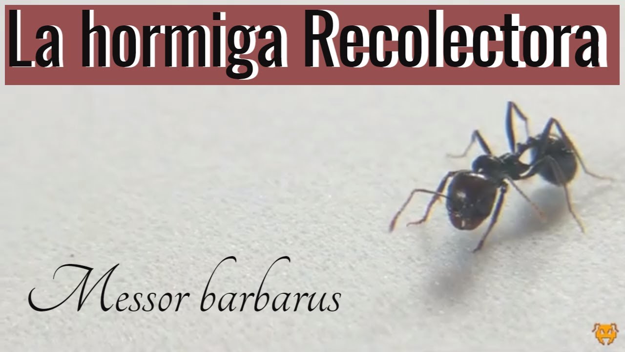 ANTenas || Messor Barbarus - La Hormiga Recolectora - YouTube
