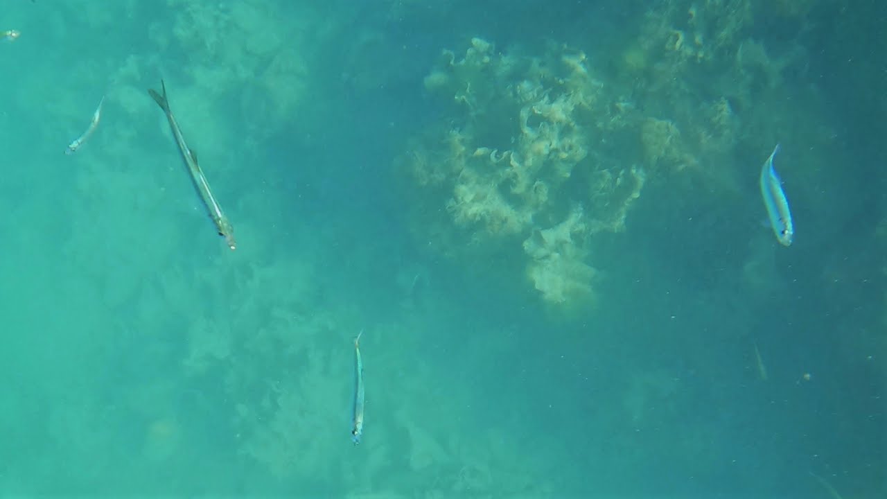 Shoal of Young Atlantic Herring Swimming in Dublin Harbour, Ireland ...