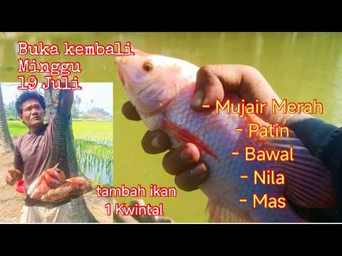 Mancing Nila Babon,Mujair Merah,Patin, Bawal,Mas @KawanGentak