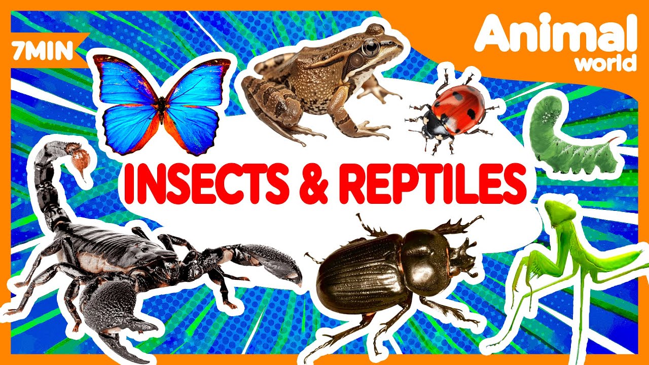 [Insect animation for kids] TOP 16 Popular Creatures [Educational ...