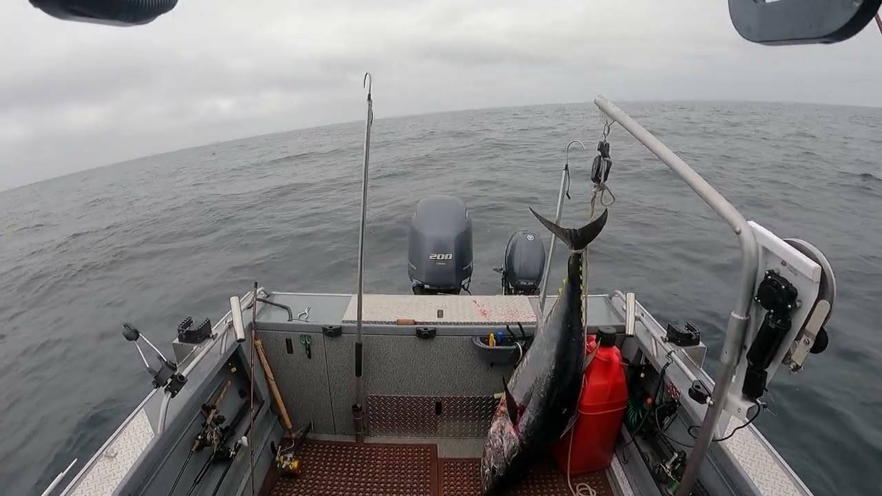 Bluefin Tuna out the Golden Gate 10/15/22 - YouTube