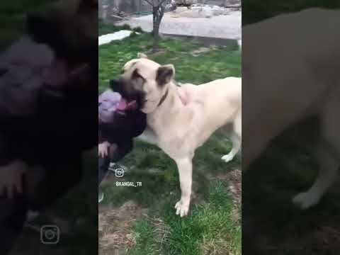 KANGAL.Kurda düşman,insana Sevgi.. #shortvideo  #shortvideo #hunting #dog
