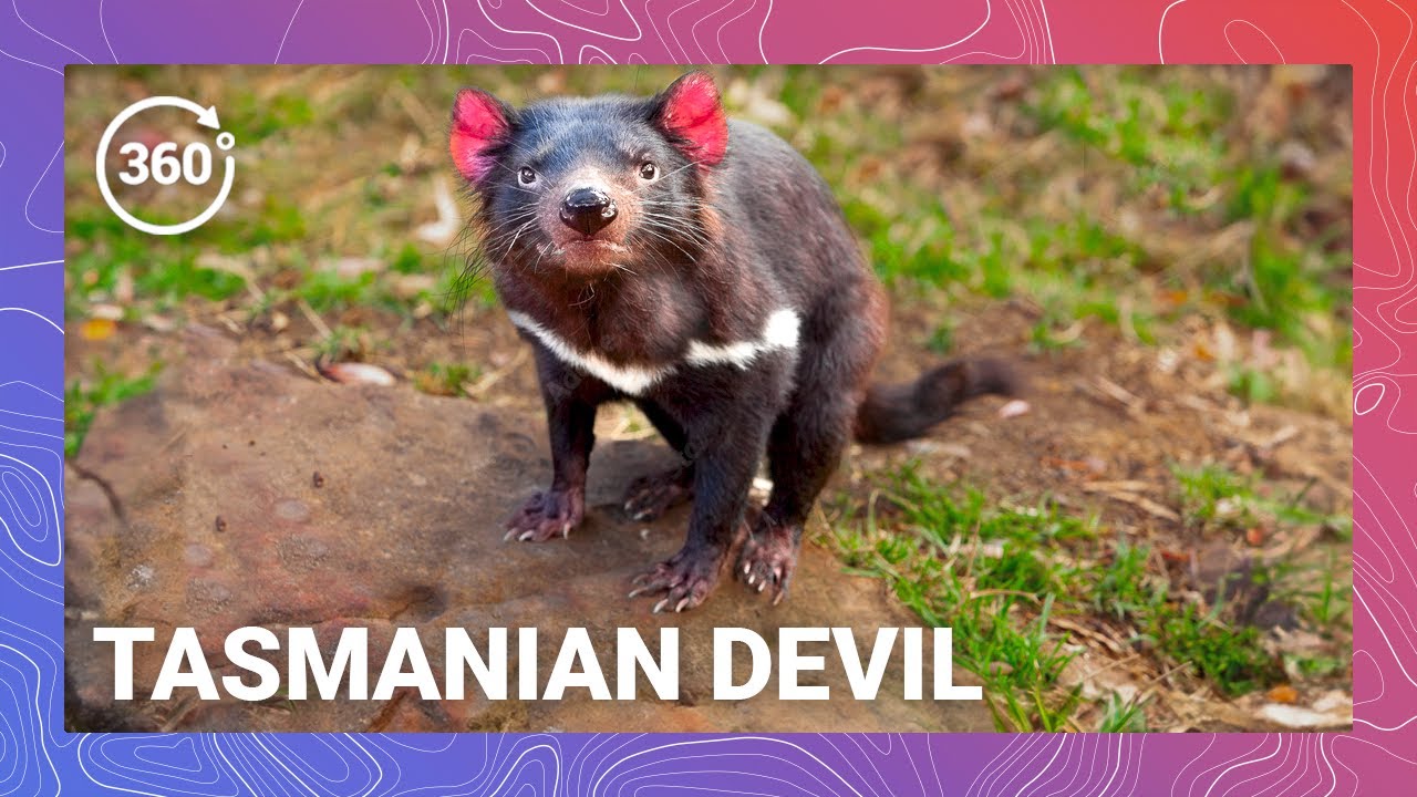 Screaming Symphony: Tasmanian Devil Harmony VR 360 - YouTube