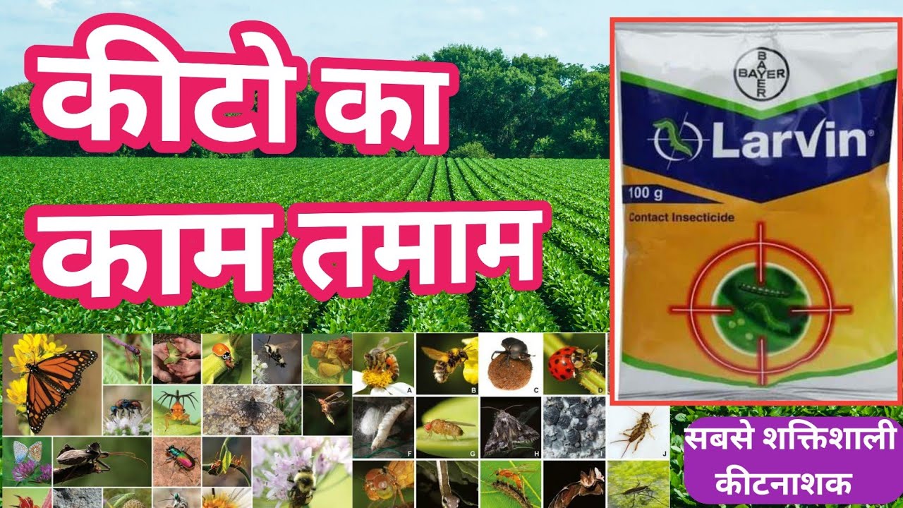 कीटों का काम तमाम । Larvin Insecticide । Larvin । Bayer Larvin ...