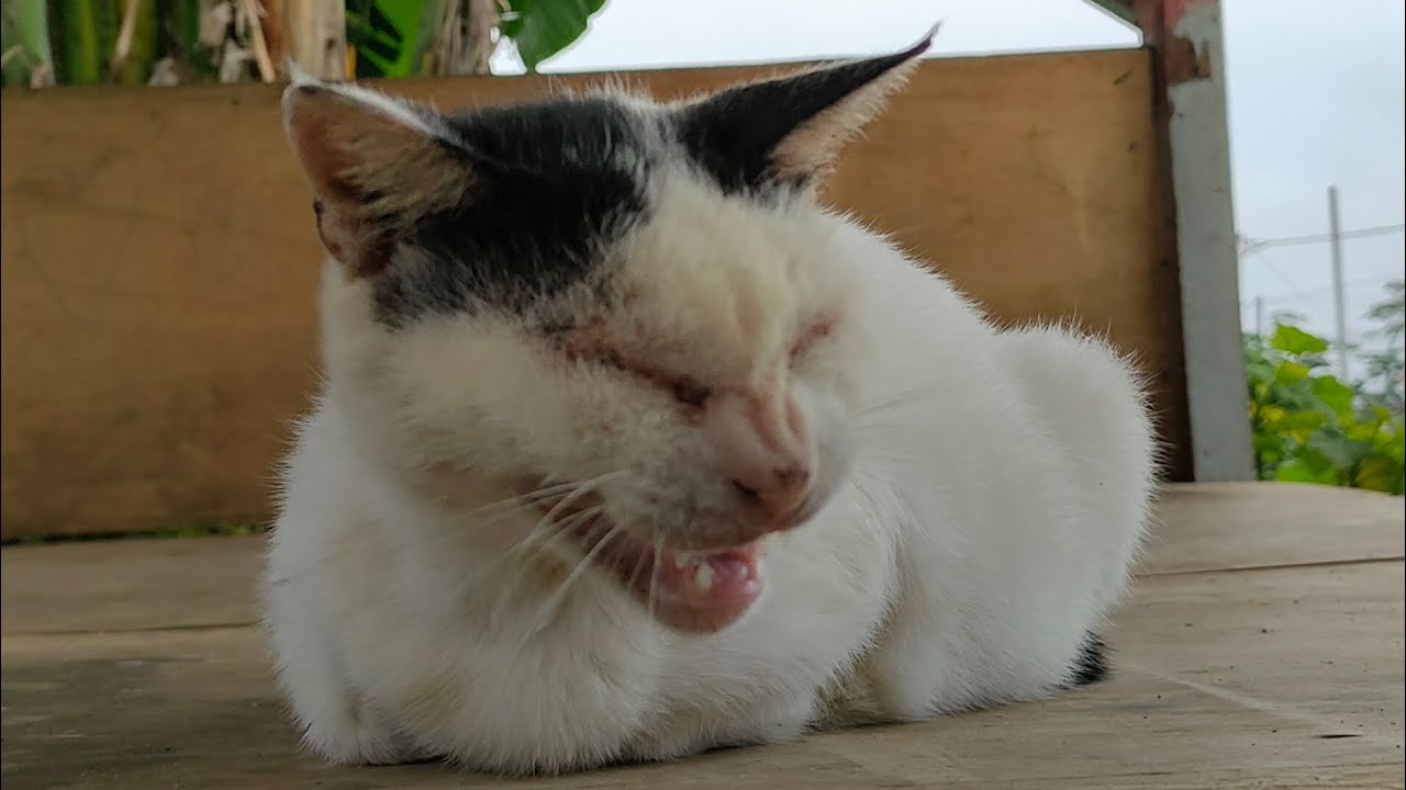 Cats are Sad! We found him on the side of the road blind in one eye ...