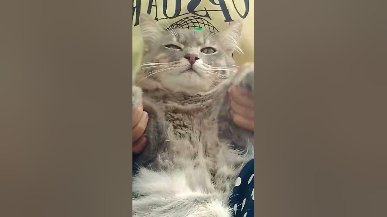 Cat😘😘😘 Youtube