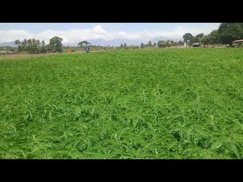 Dhaincha (Green manure crop) - YouTube