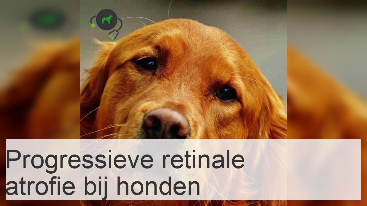 Progressieve retinale atrofie bij honden - Behandeling en symptomen ...
