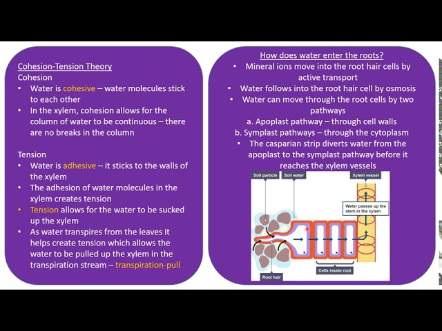 Topic 91 Transport In The Xylem Of Plants Amazing World Simple Xylem