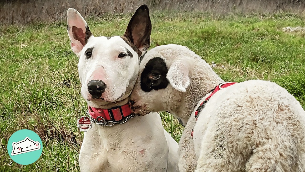 Tiny Goat And Sheep Think They're Puppies With Dog Siblings | Cuddle ...