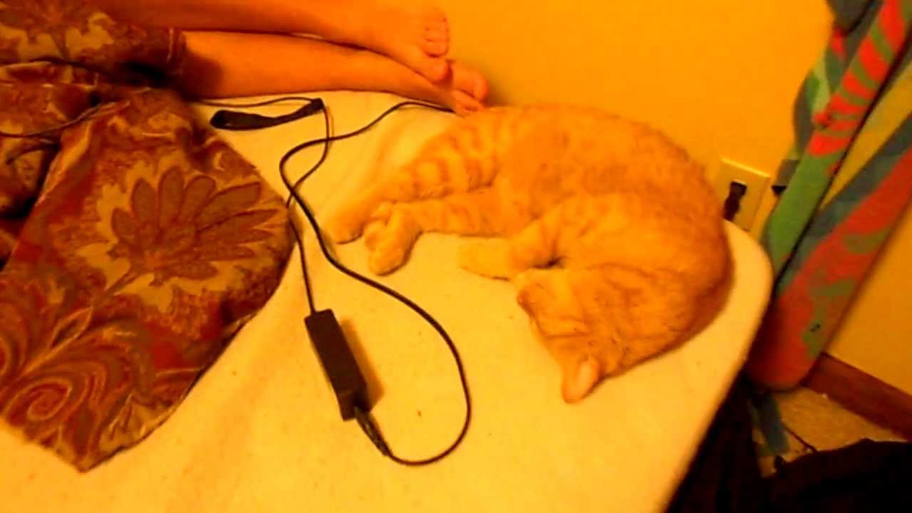dead kitty cat - YouTube