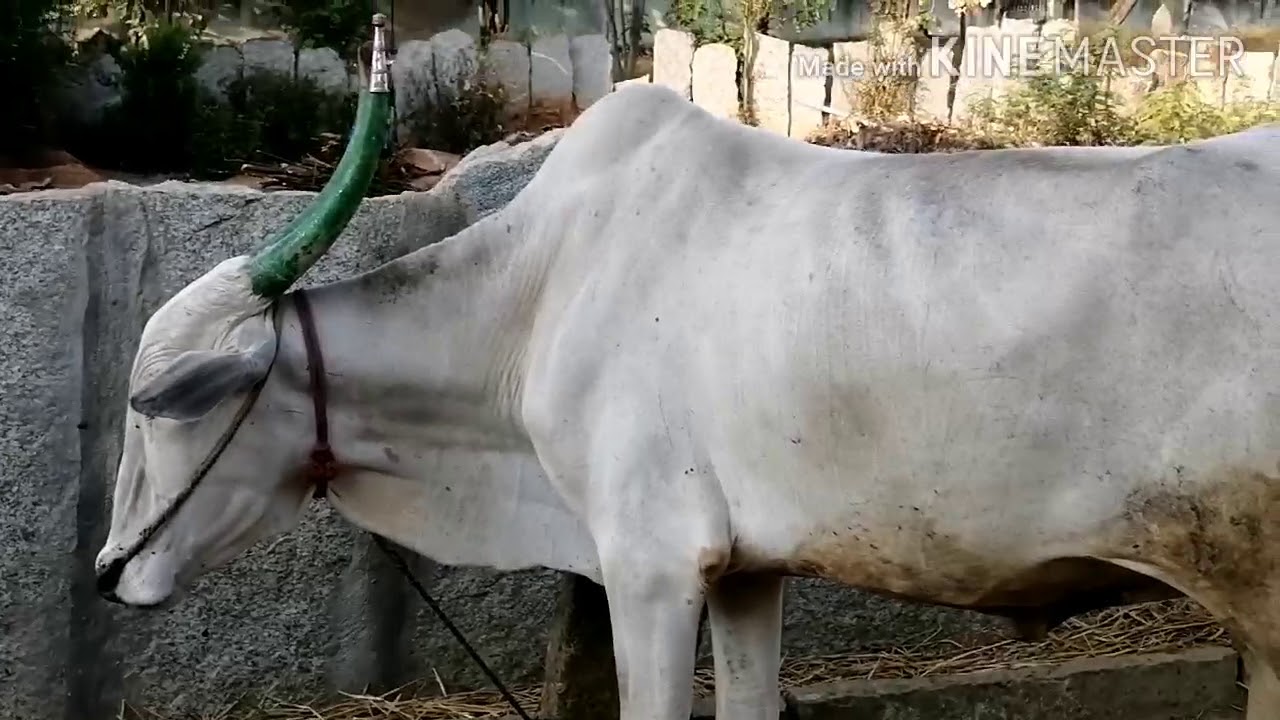 Majestic HALLIKAR Bull of farmer Jayanna - YouTube