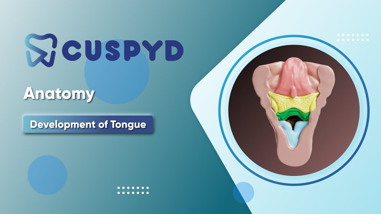 Anatomy - Embryology - Development of Tongue - Development of Mucous ...