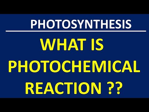 PHOTOSYNTHESIS: PHOTOCHEMICAL REACTION - YouTube