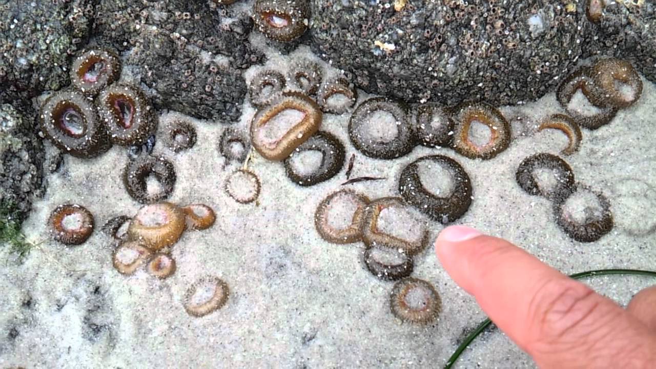 Weird shy sea creatures - YouTube