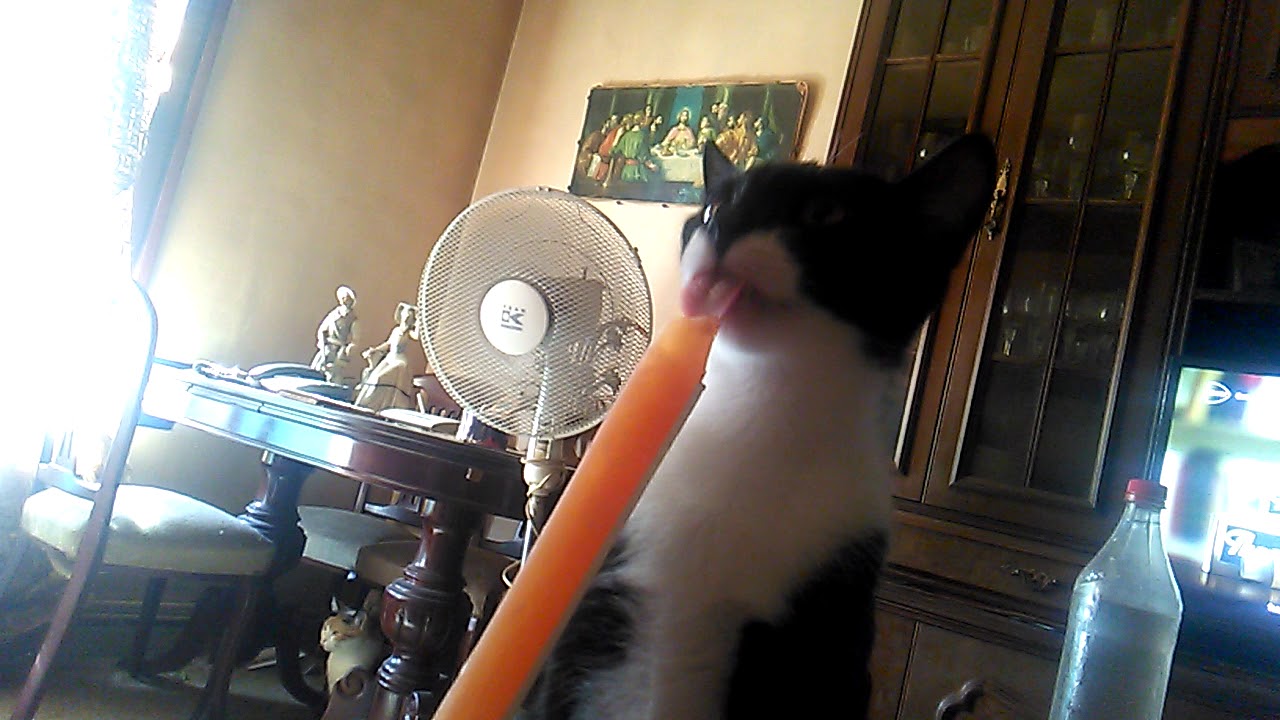 MI GATA COMIENDO FLASH. CORTES NAVARRA. - YouTube