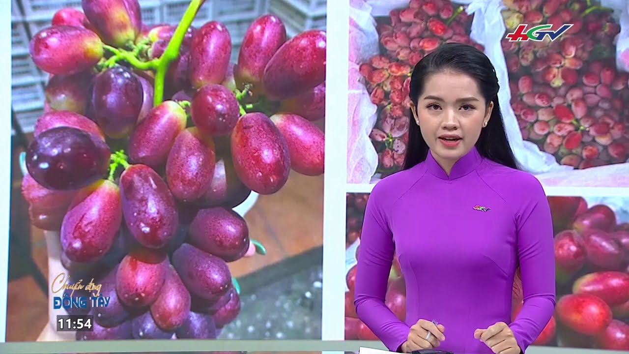 Nho Ruby Trung Quốc gắn mác nho Mỹ , Nho Ninh Thuận - YouTube