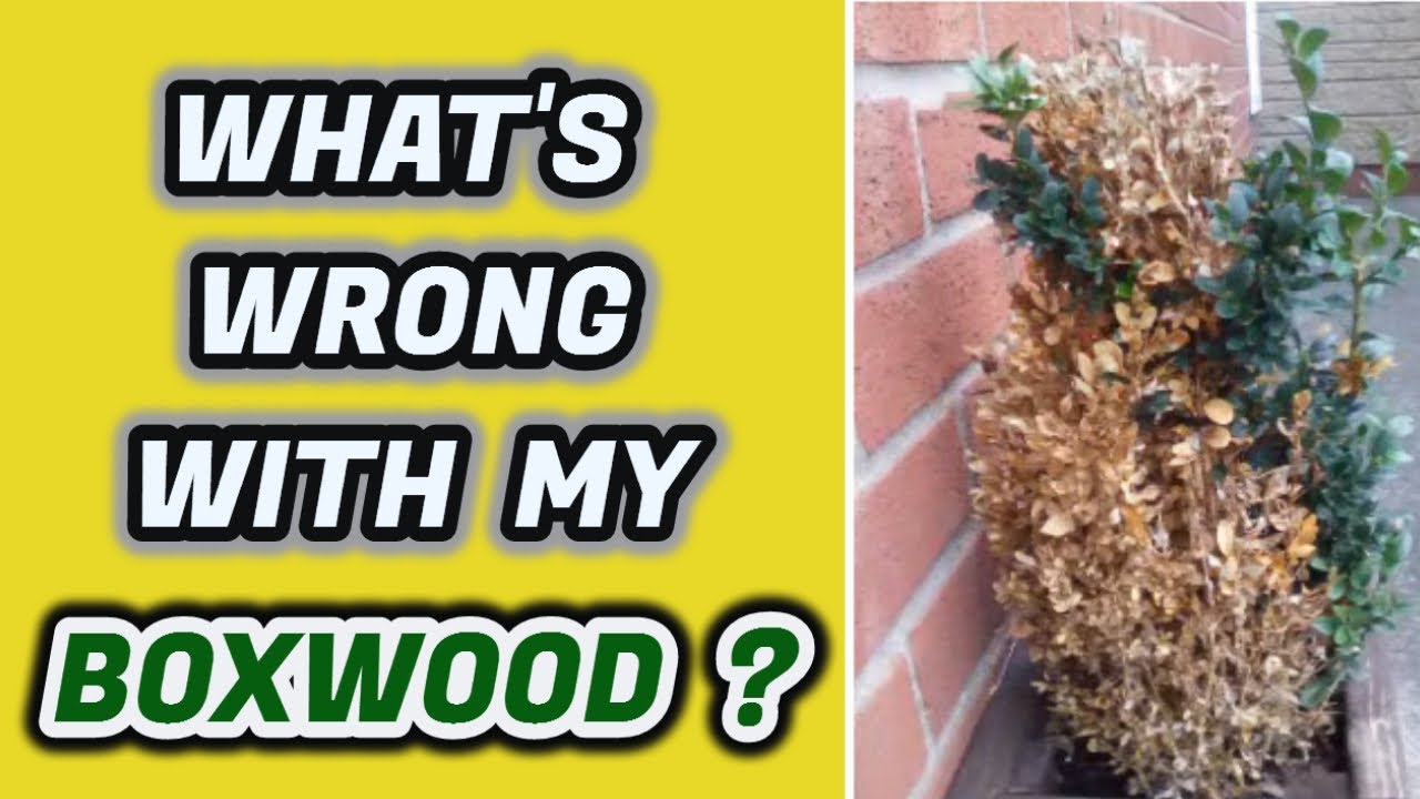 What's Wrong With My Boxwood? Why Yellow Leaves & How To Stop It - YouTube