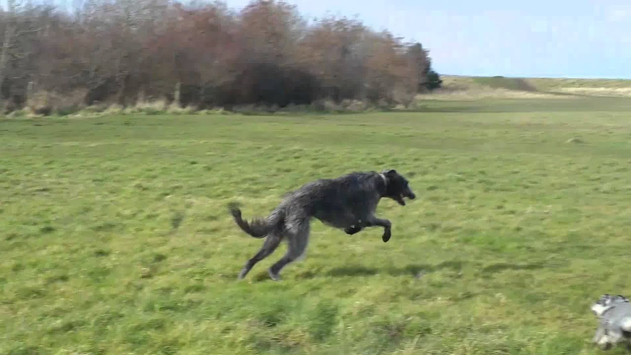 Deerhound running - YouTube