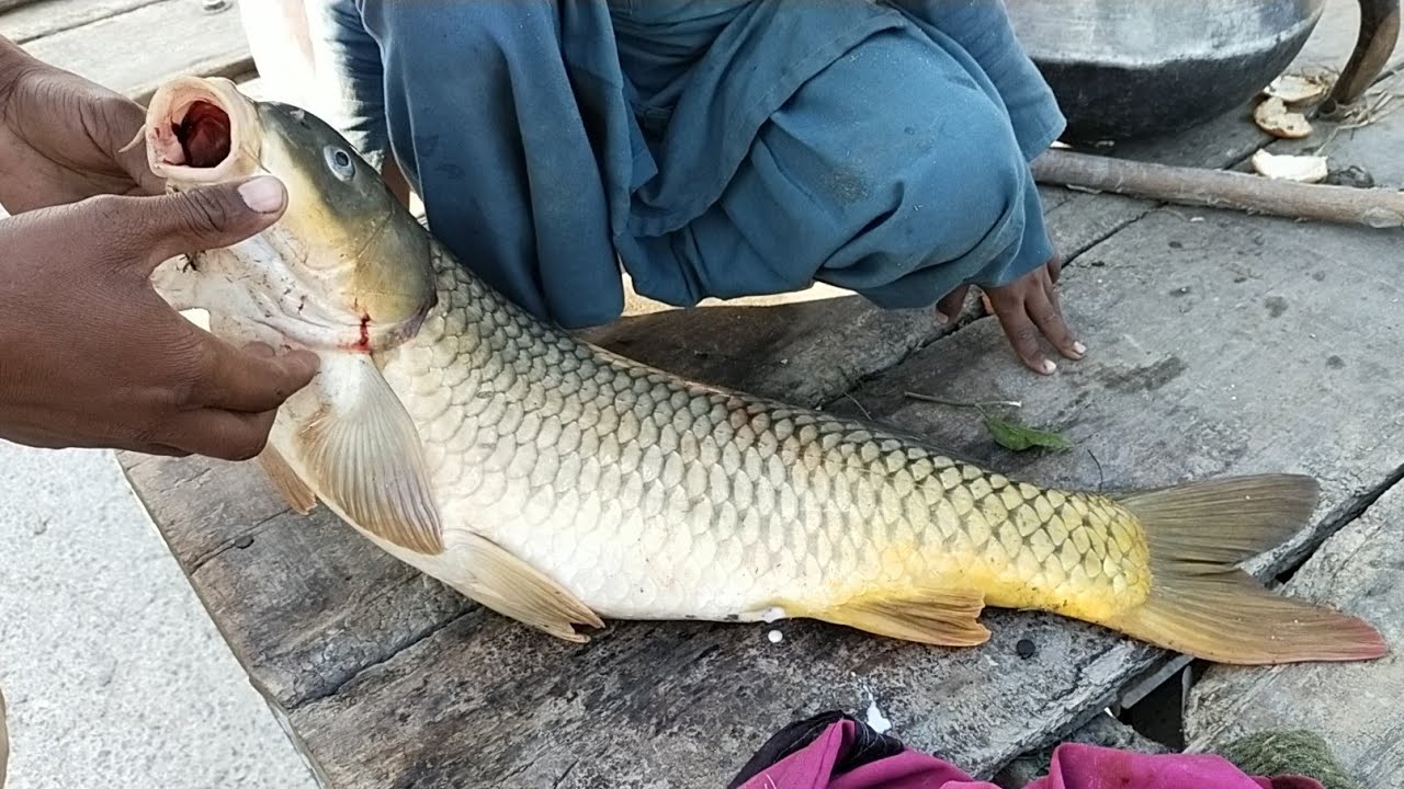 Amazing gaint biggest Rahu fish hunting|| fish hunting skills ...
