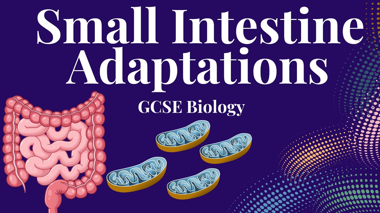 GCSE BIOLOGY REVISION/ ADAPTATION OF THE VILLI/ ABSORPTION IN THE SMALL ...