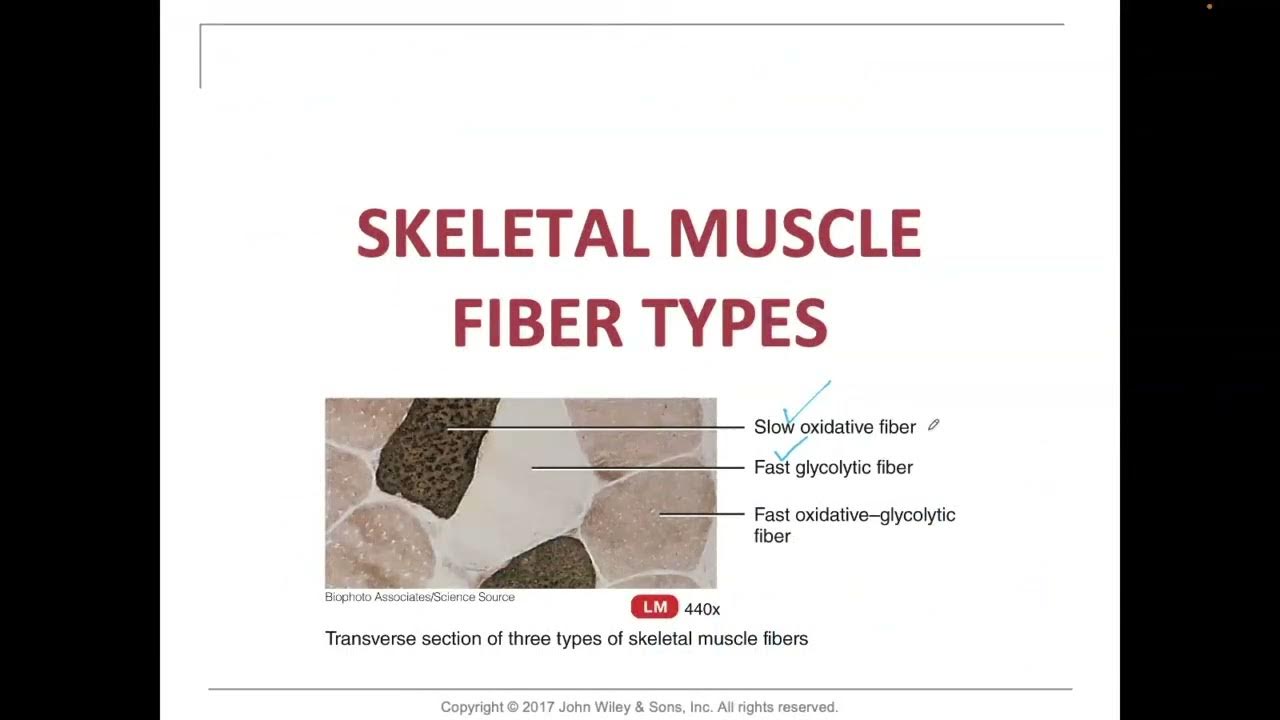 Slow Twitch and Fast Twitch Muscle Fibers-Dark meat vs White meat - YouTube