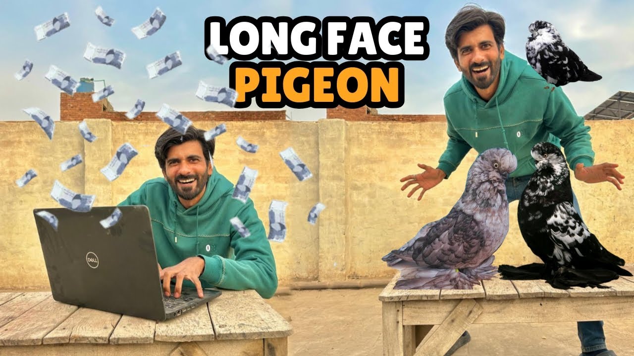 Long Face Pigeon Order Karliye 🤑 - YouTube