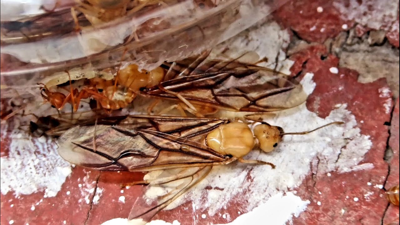 Weaver Ants (Green Ant) || Queen Of Green Ants || មេទមិឡ ស្តេចអង្ក្រង ...