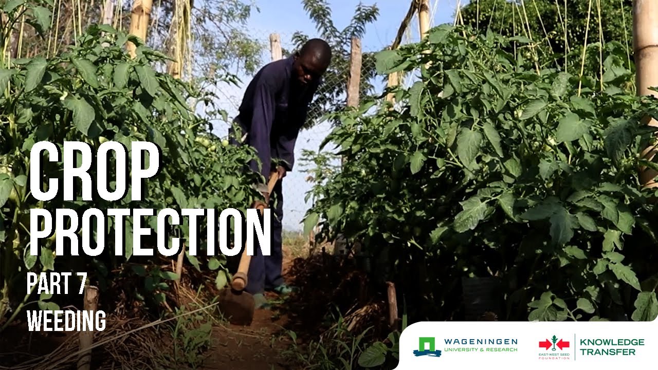 Crop Protection Part 7 – How to Conduct Weeding - YouTube
