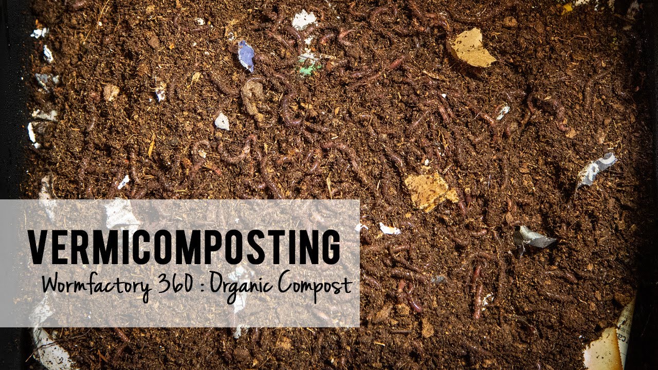 Vermicomposting : Wormfactory 360 Setup for Worm Castings, Organic ...