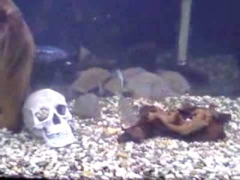 piranha fry feeding - YouTube